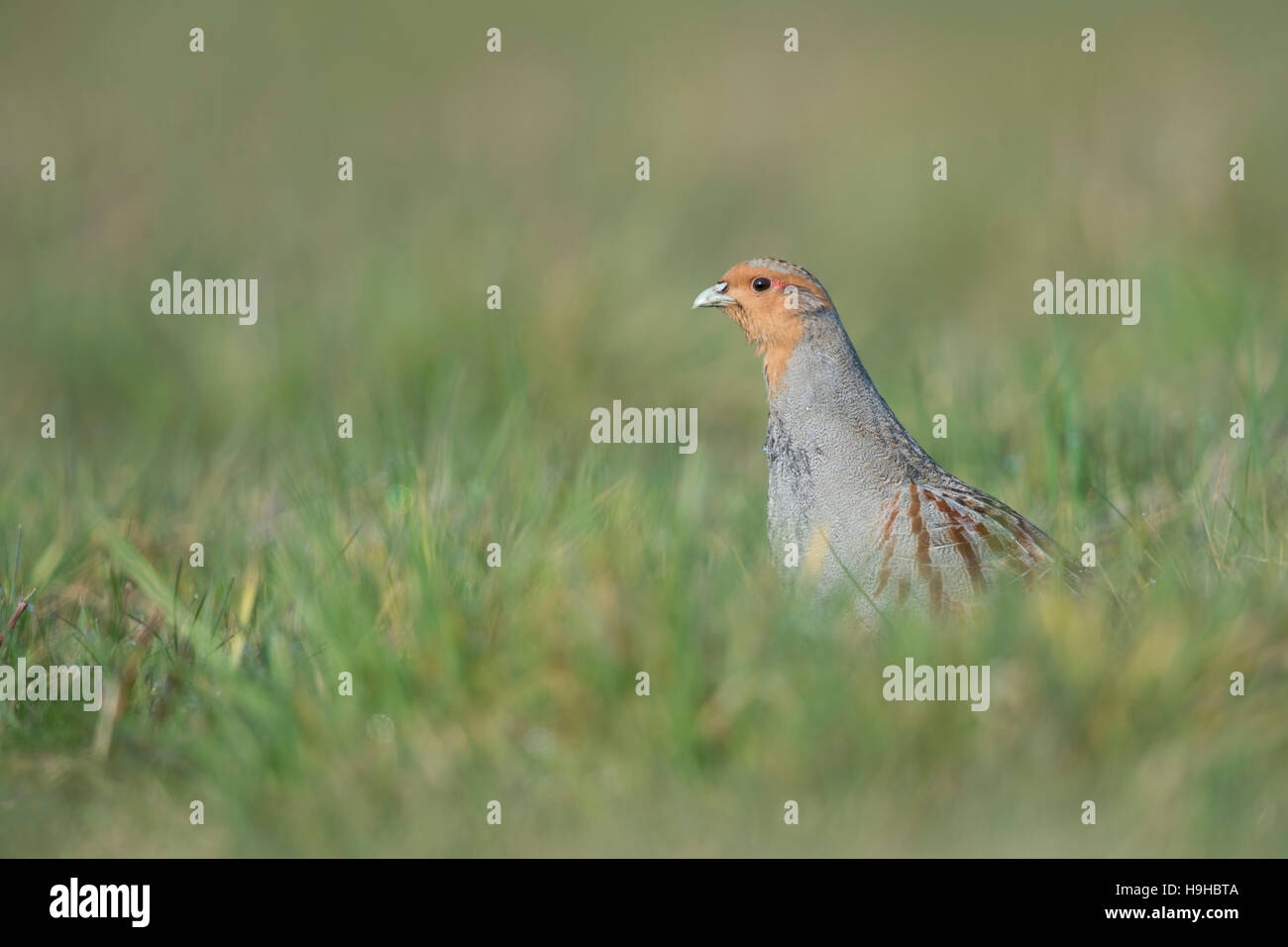 Grey Partridge ( Perdix perdix ), male adult, sitting in high grass ...