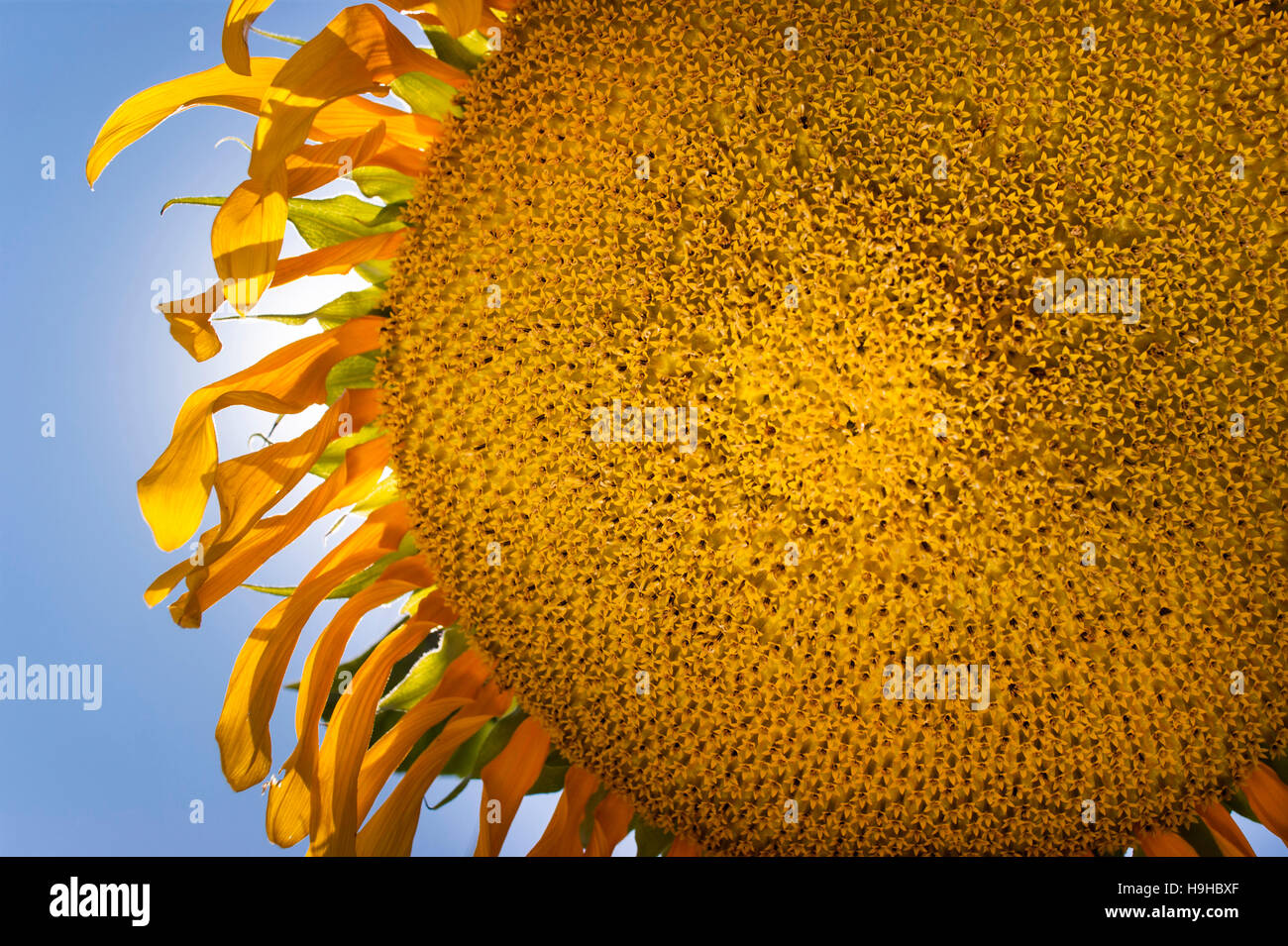 Big sunflower hi-res stock photography and images - Alamy