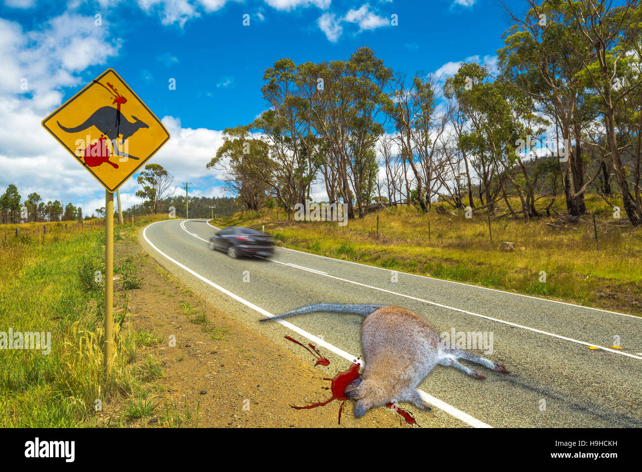 Dead Kangaroo Stock Photos & Dead Kangaroo Stock Images - Alamy