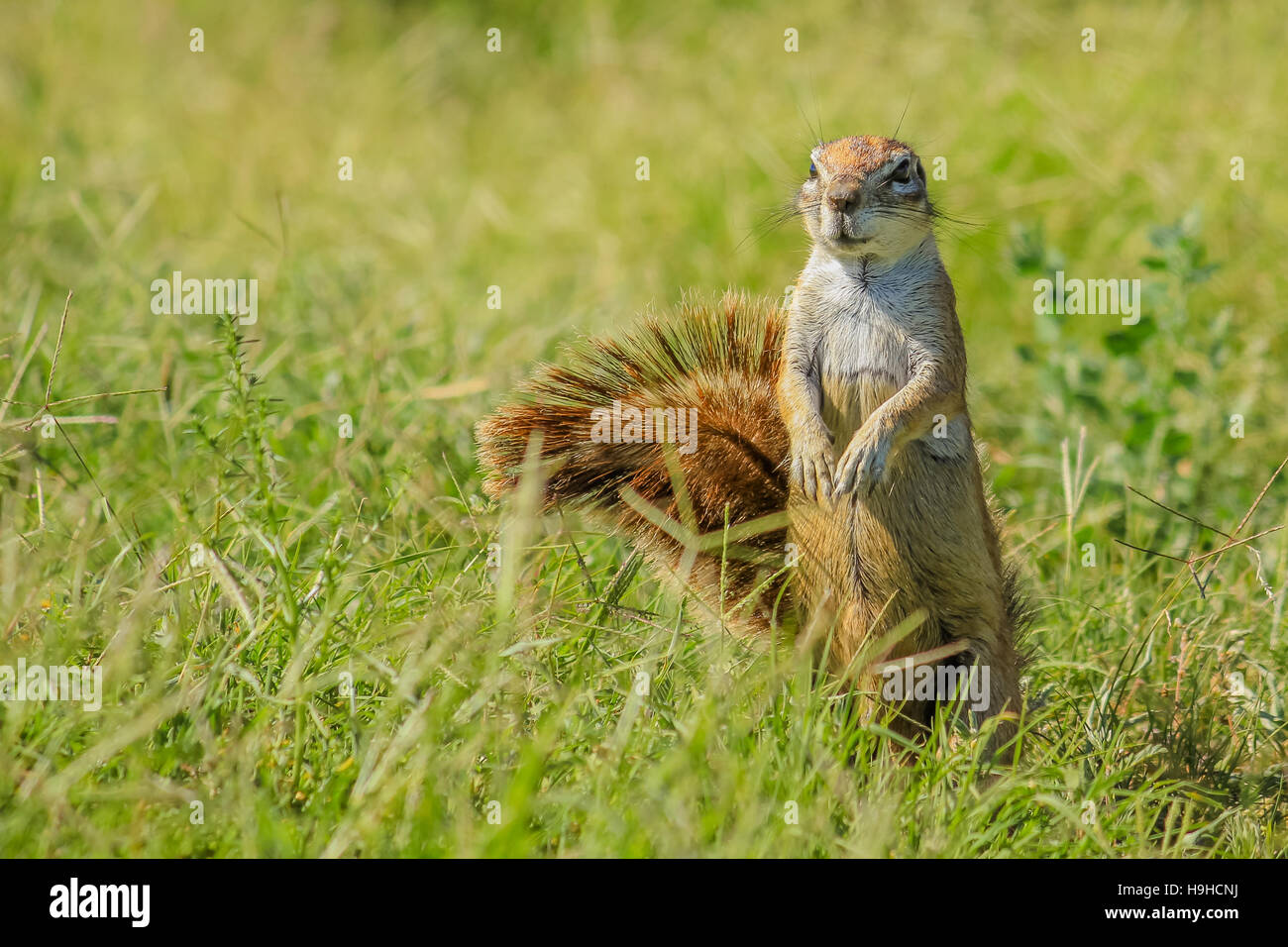 African squirrel South Africa Stock Photo - Alamy