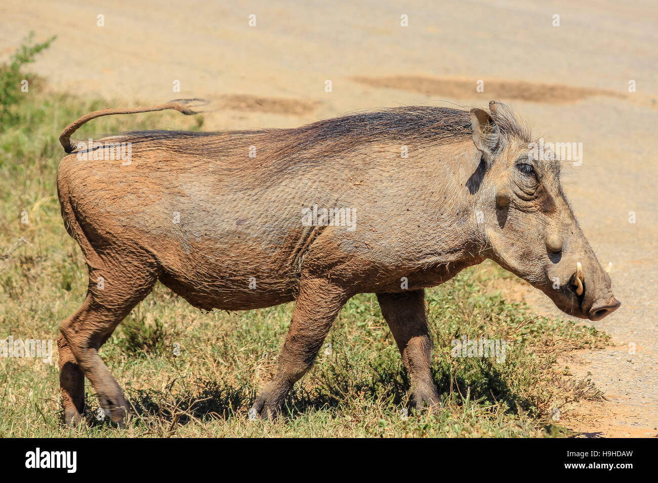 Male boar african warthog phacochoerus hi-res stock photography and ...