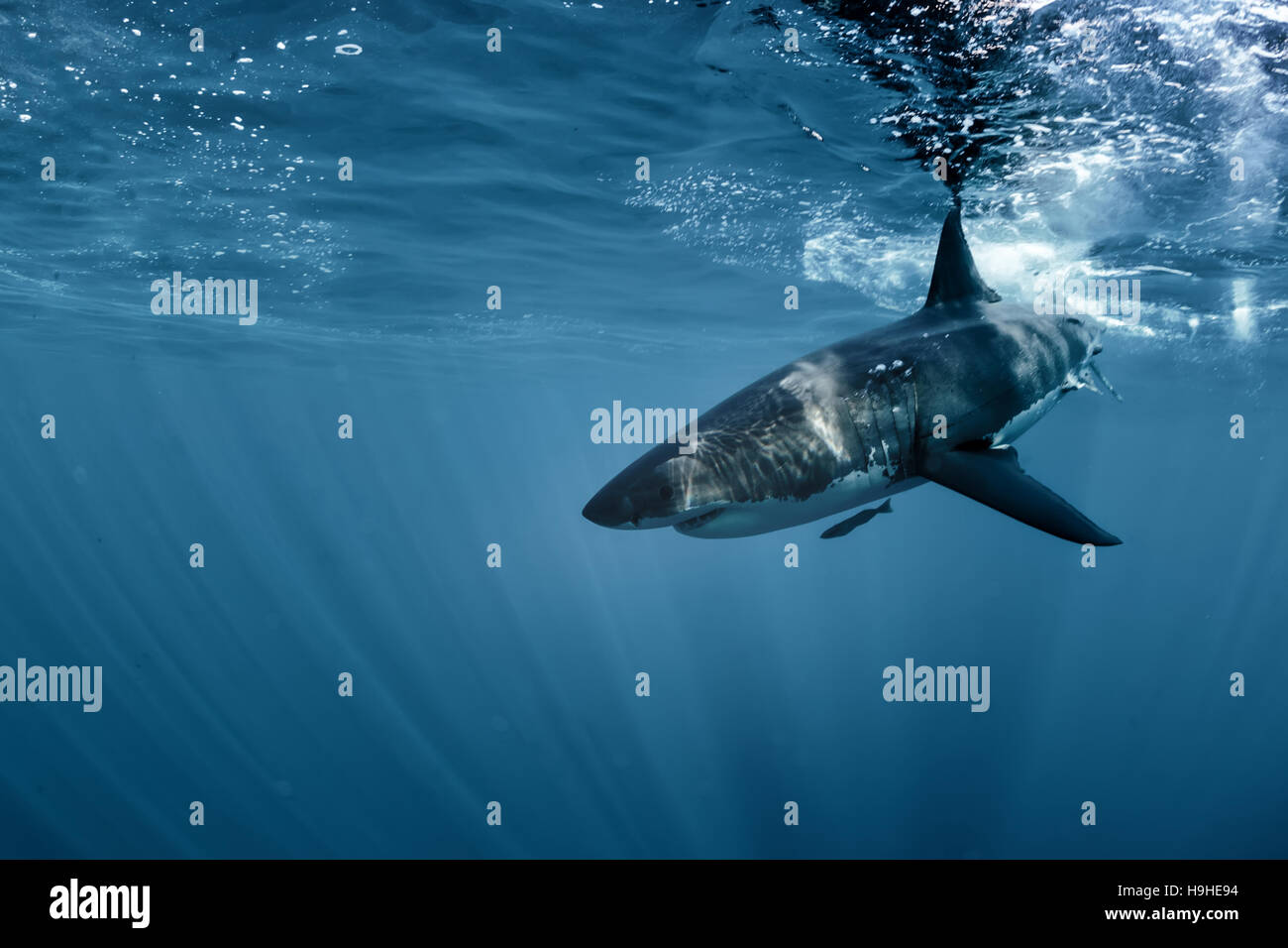 Great white shark side view hi-res stock photography and images - Alamy