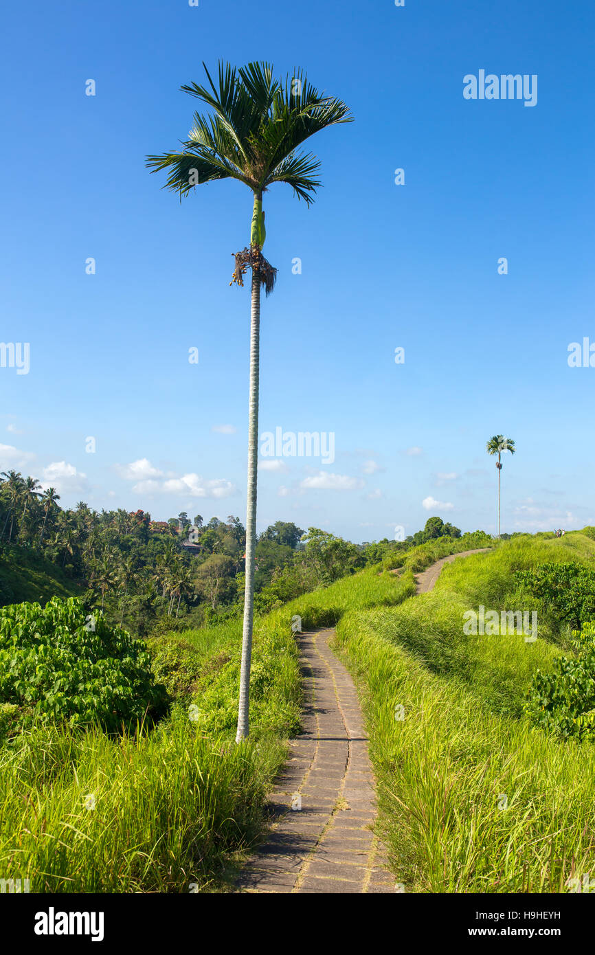 Sunset sky over the famous Campuhan Ridge Walk in Ubud, Bali, Indonesia ...