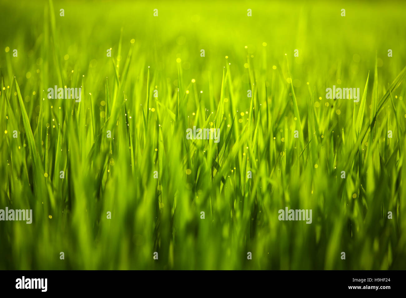 Close-up view of morning dew drops on rice field with a morning ...