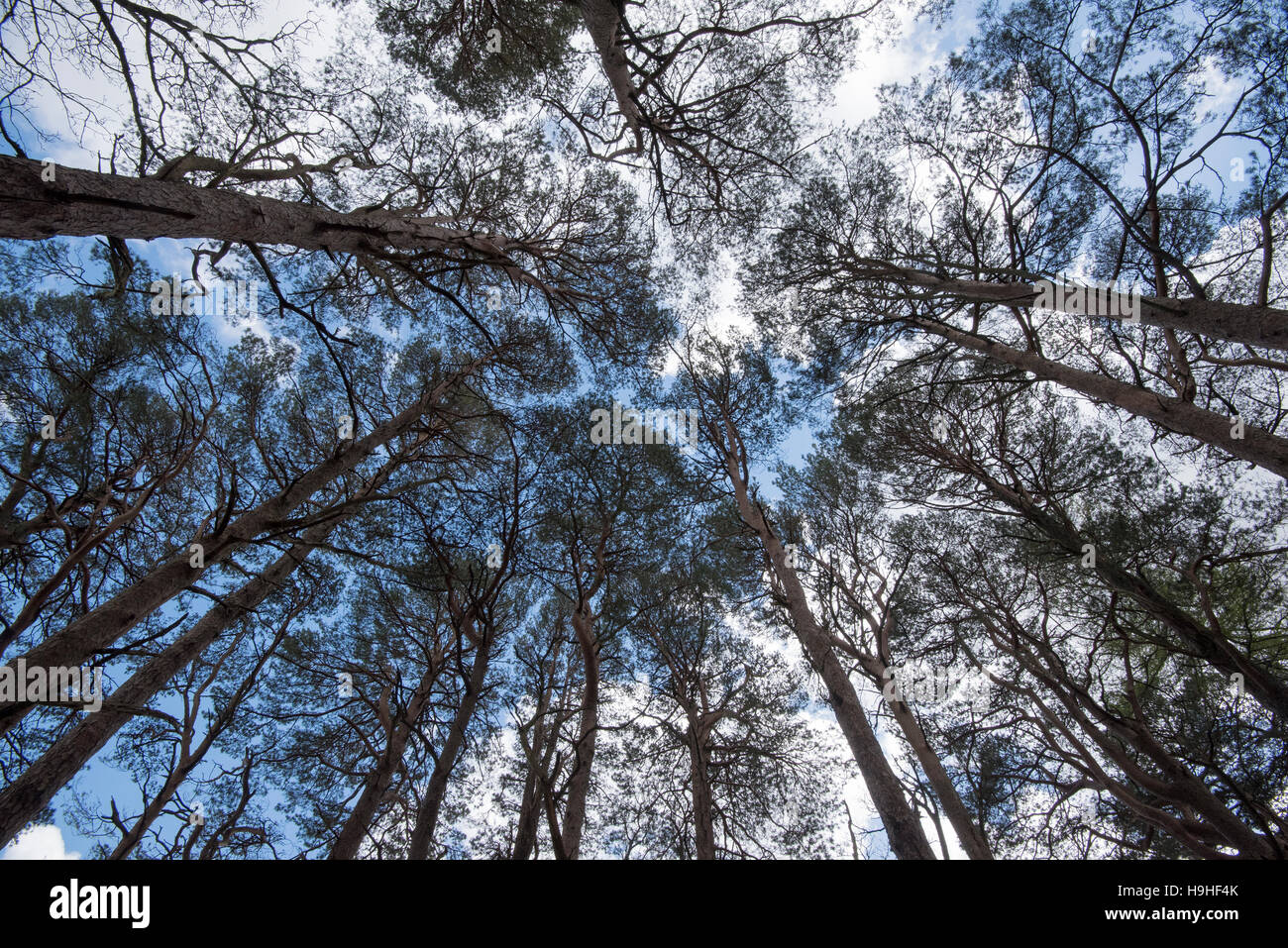 Evergreen pine trees hi-res stock photography and images - Alamy
