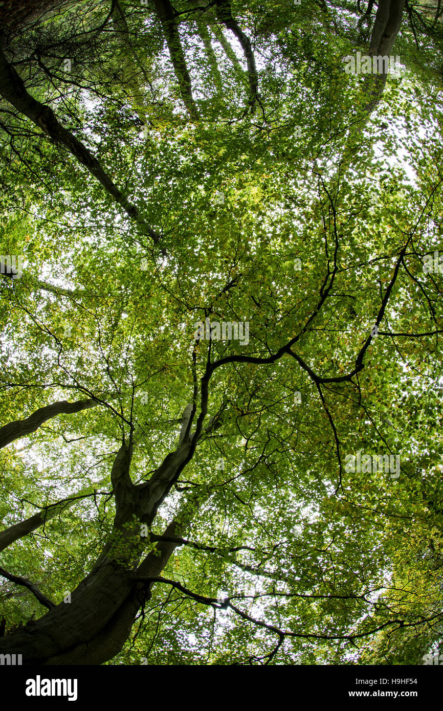 Looking up through pine trees Stock Photo - Alamy