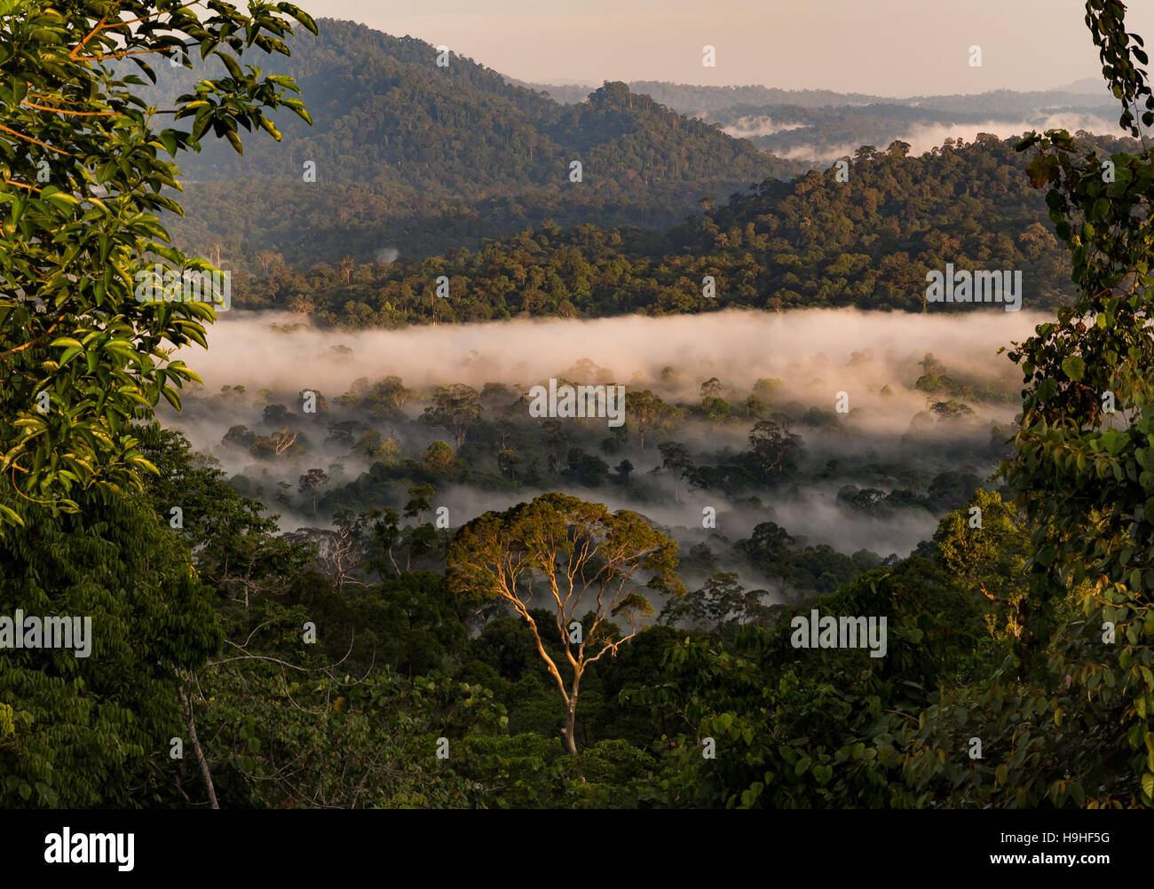 Amazing jungle sunrise. Misty clouds rising up, soft morning lights and ...