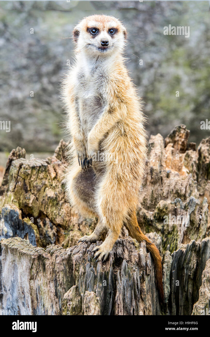 Meer cat sentry Stock Photo - Alamy
