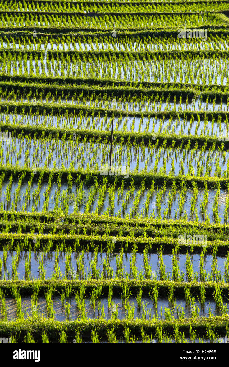 Abstract rice terraces background, Bali, Indonesia Stock Photo - Alamy