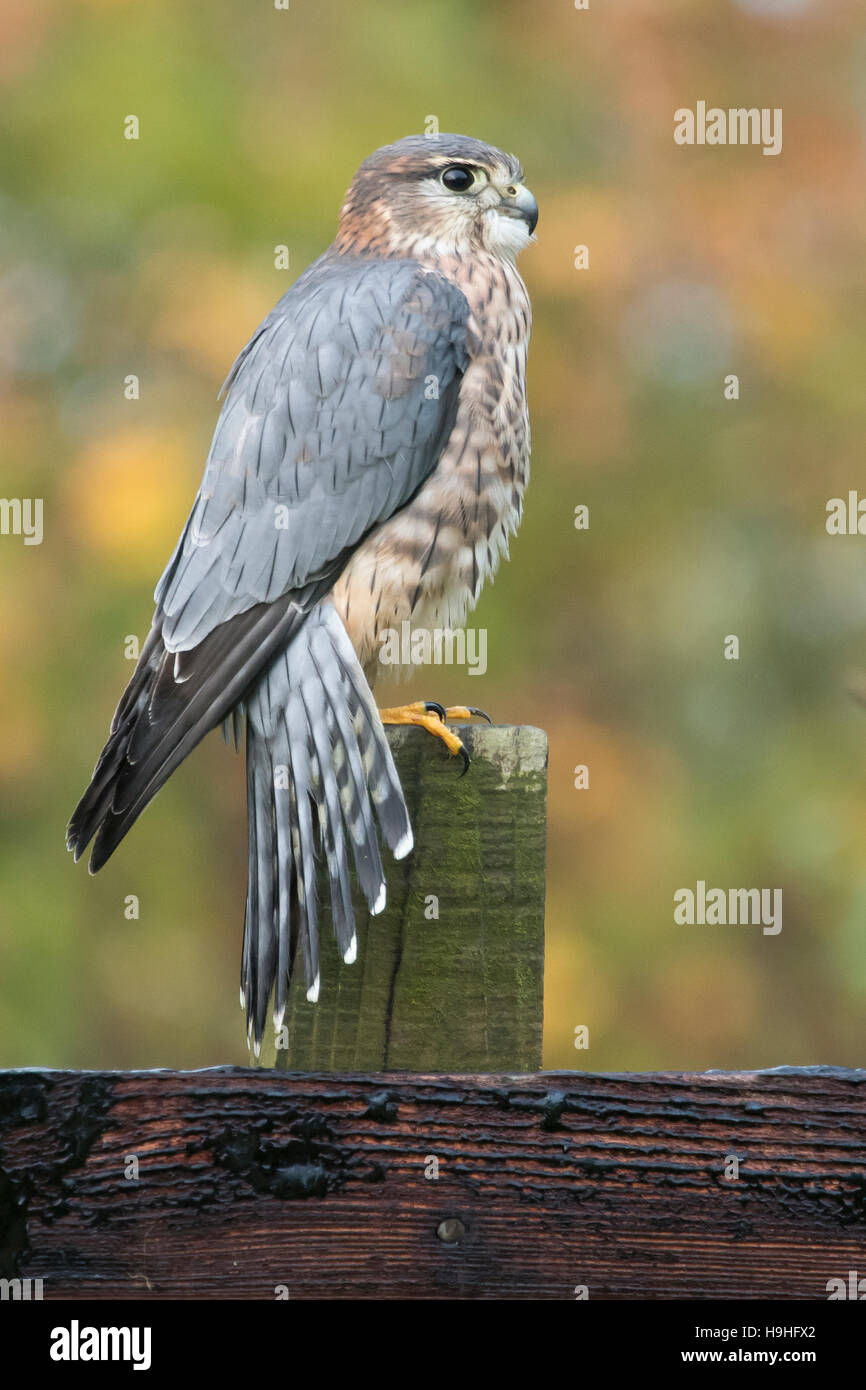 Peregrine falcon on fence post hi-res stock photography and images - Alamy