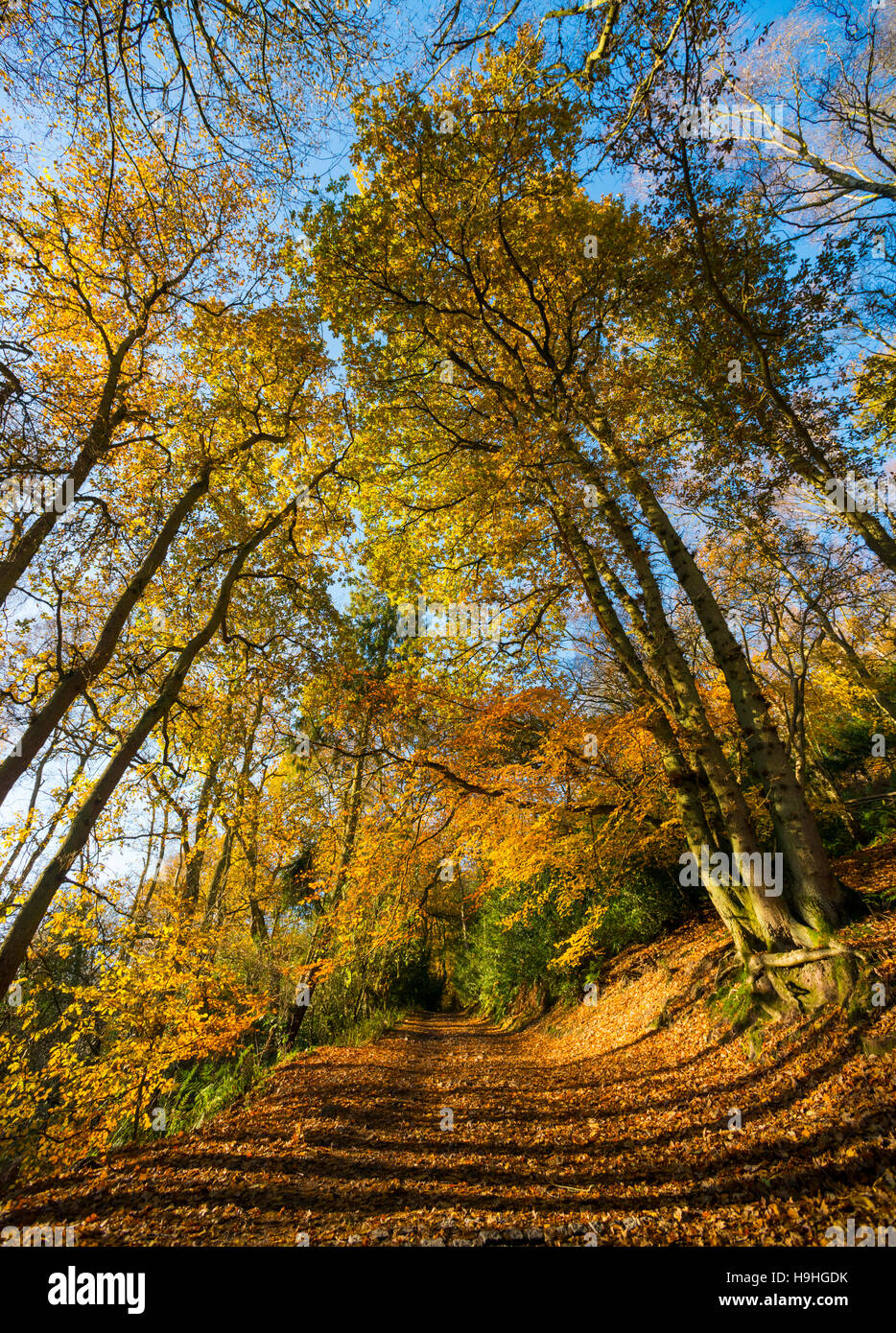 Early morning shadows on a leafy autumn path, on the Wrekin, Shropshire ...