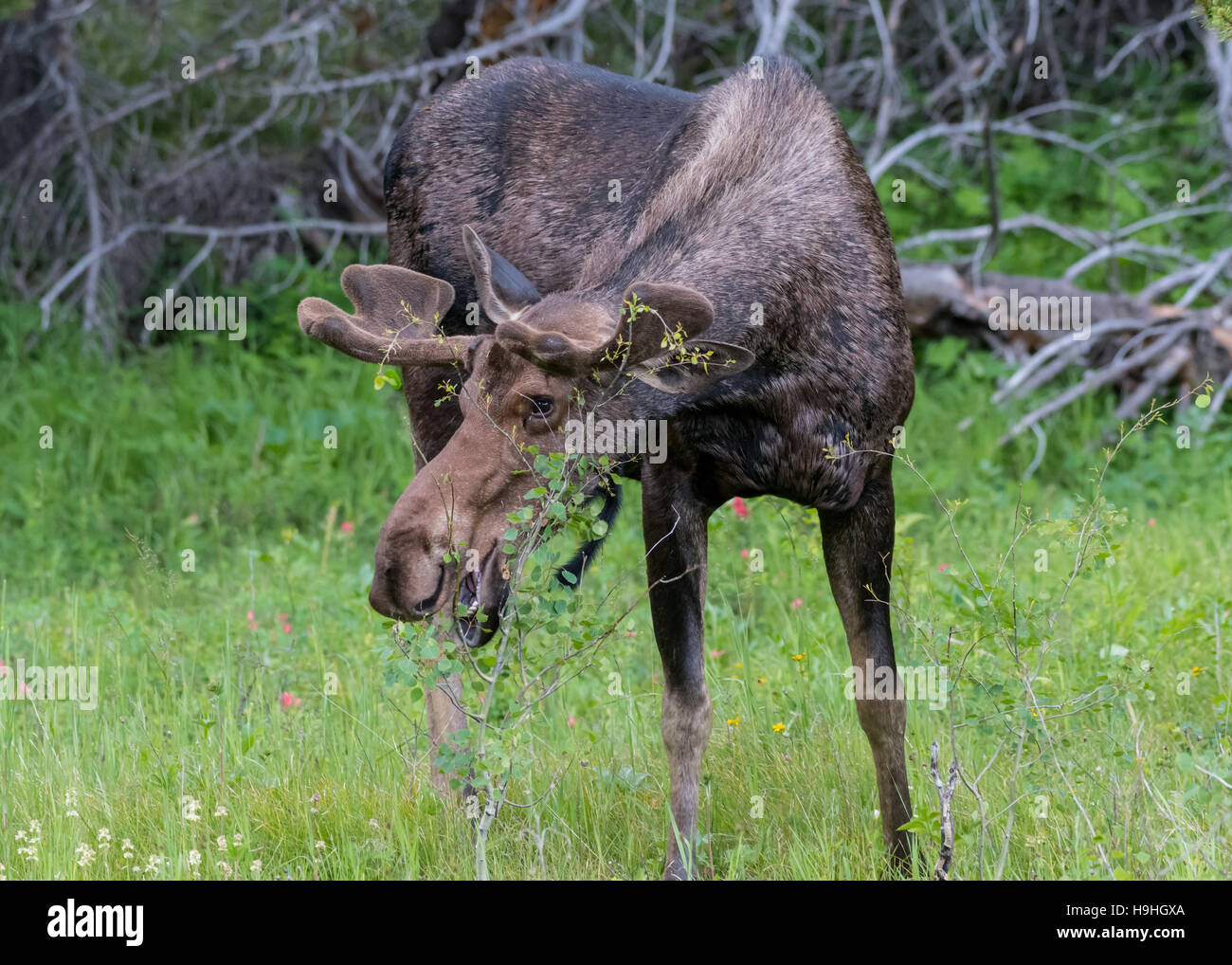 Male Moose Takes a Bite of Small Tree While Grazing in Clearing Stock ...