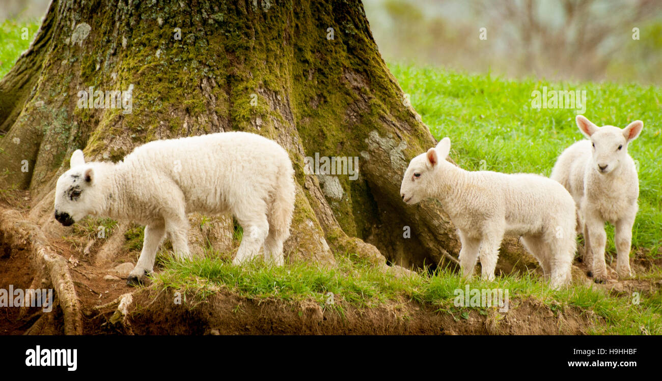 Panorama of three lambs round a tree Stock Photo - Alamy