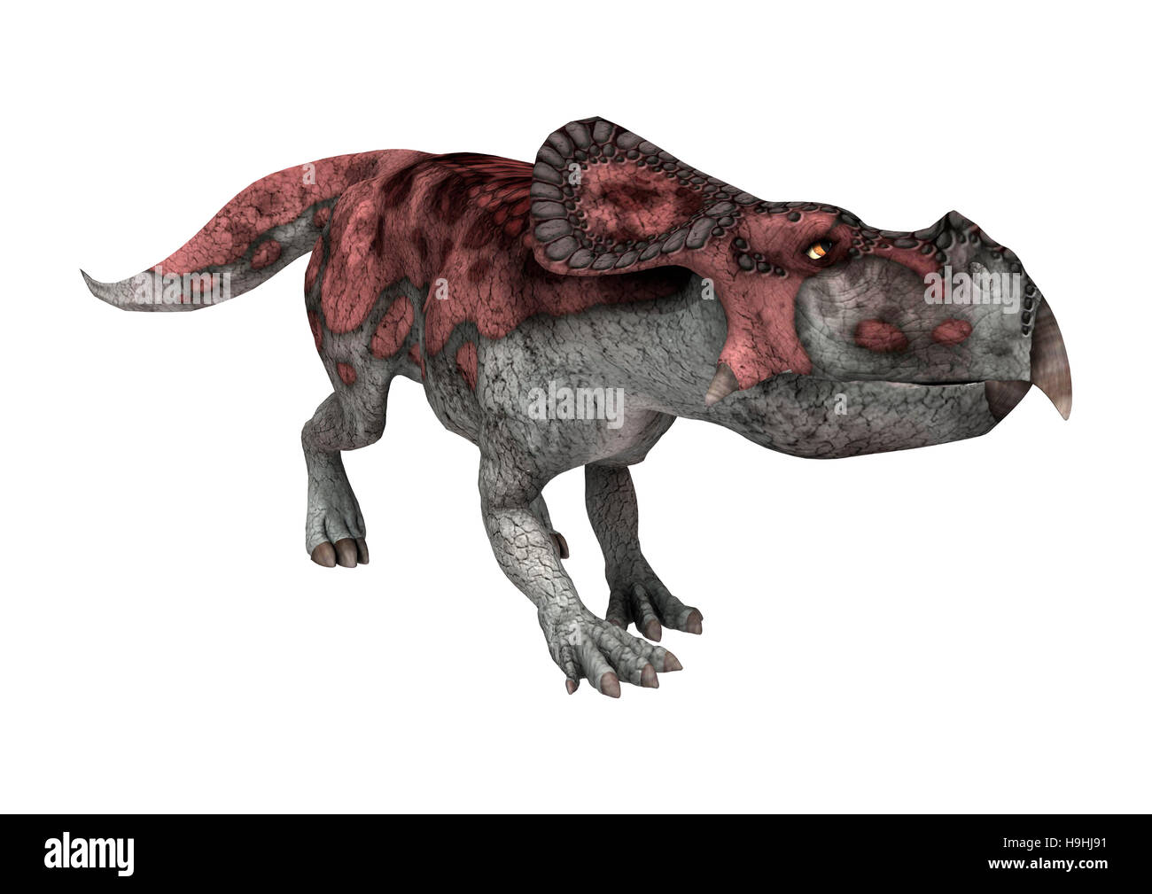3D rendering of a dinosaur protoceratops isolated on white background ...