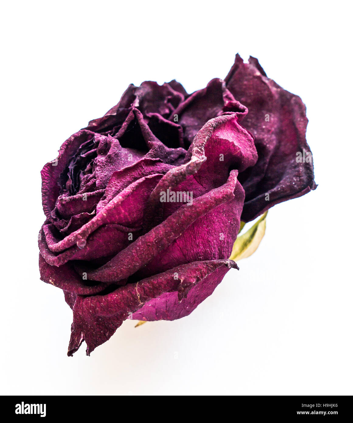 The isolated nature dried rose Stock Photo - Alamy