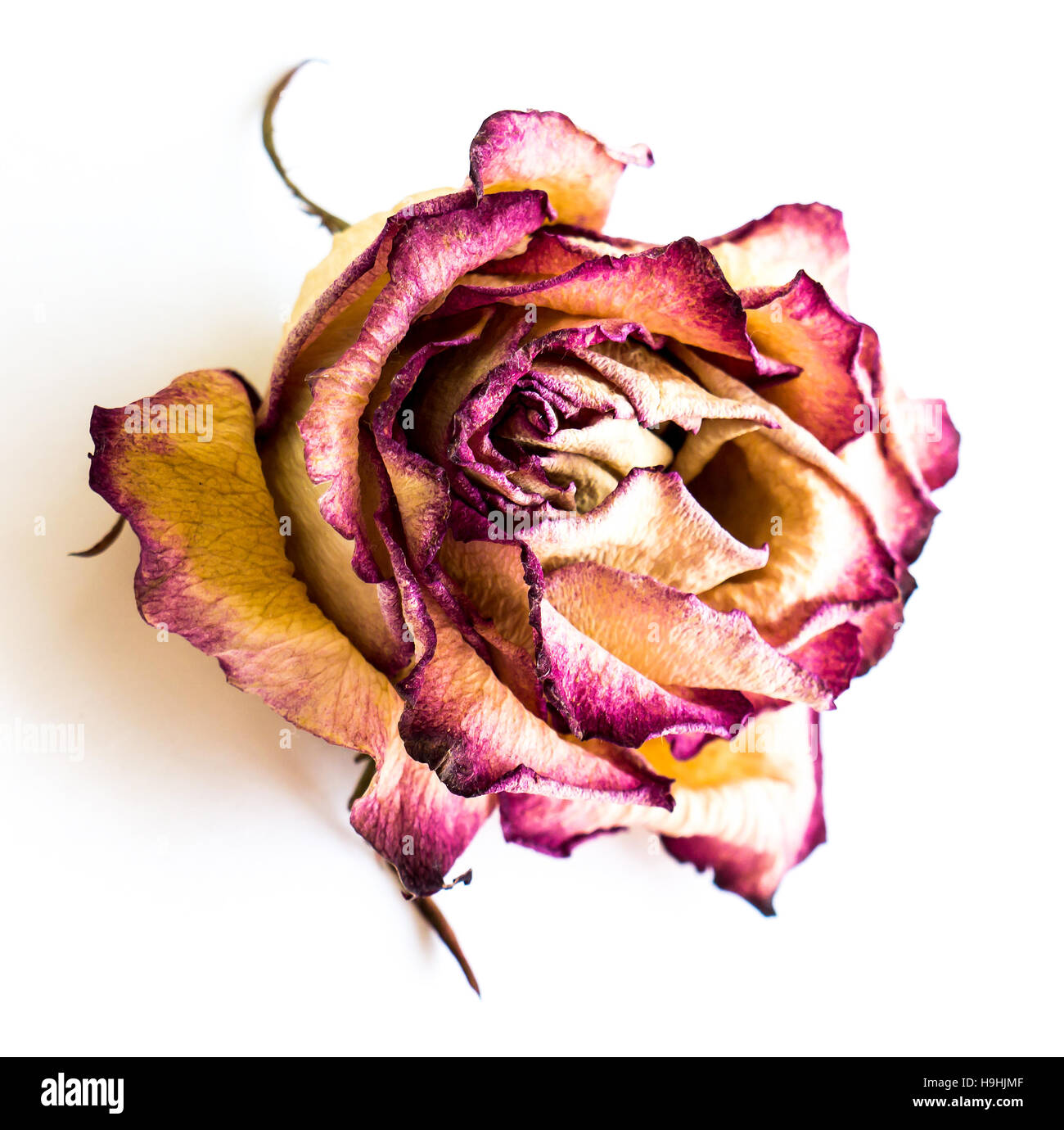 The isolated nature dried rose Stock Photo - Alamy