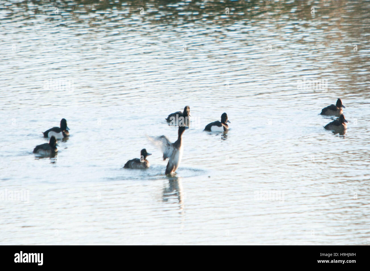 Bottom feeder ducks hi-res stock photography and images - Alamy