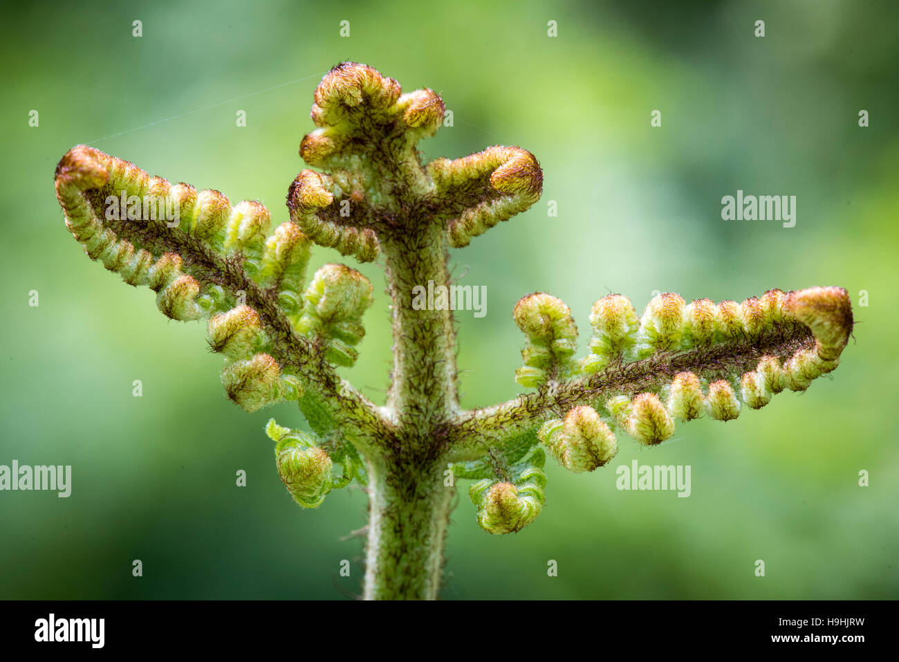 Newly grown fern (close up Stock Photo - Alamy