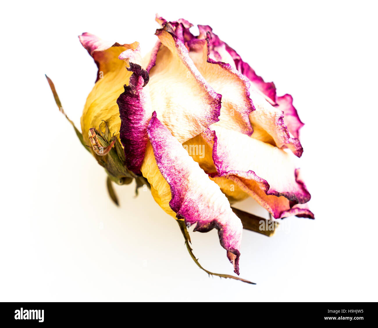 The isolated nature dried rose Stock Photo - Alamy