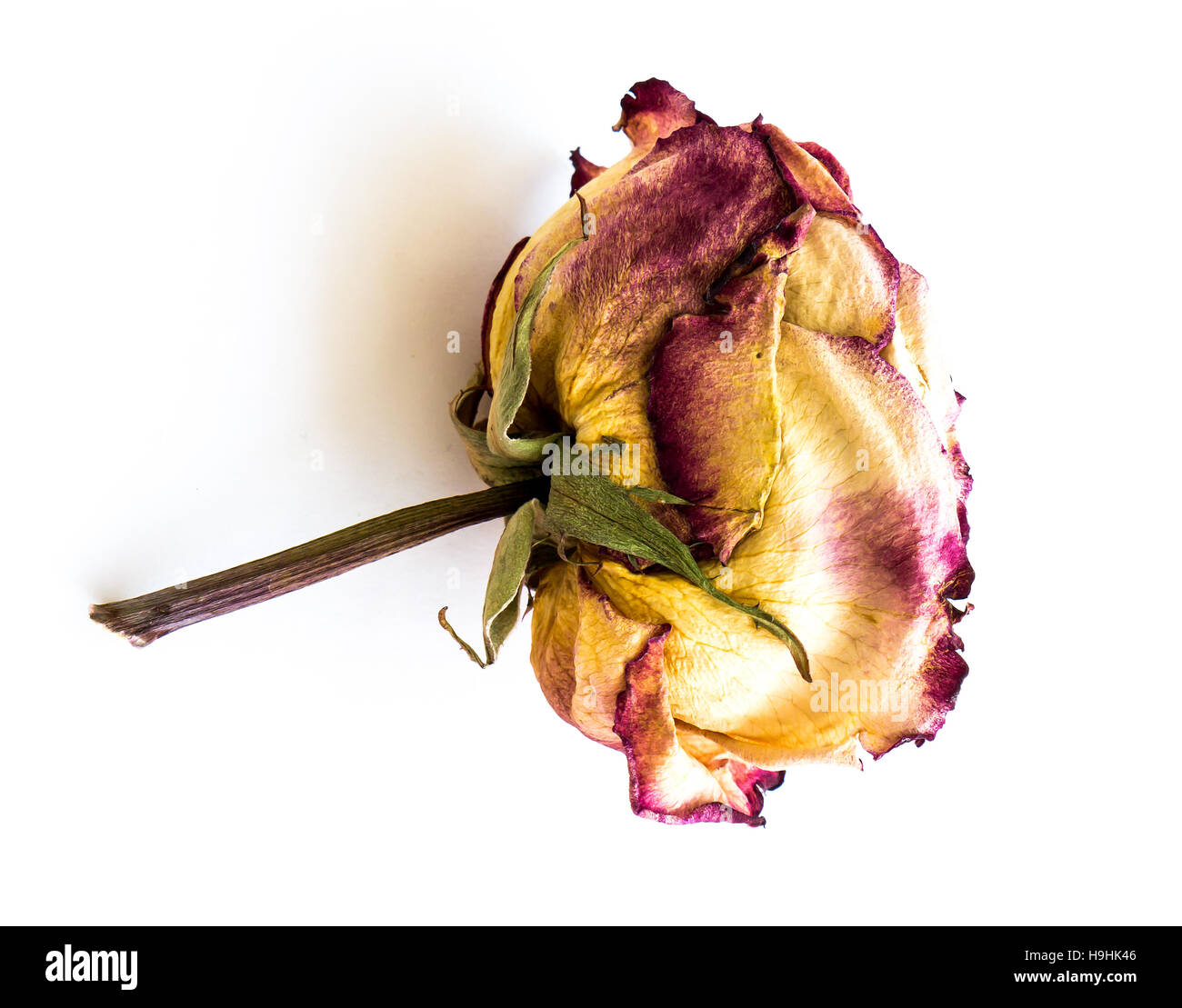 Yellow rose stem Cut Out Stock Images & Pictures - Alamy