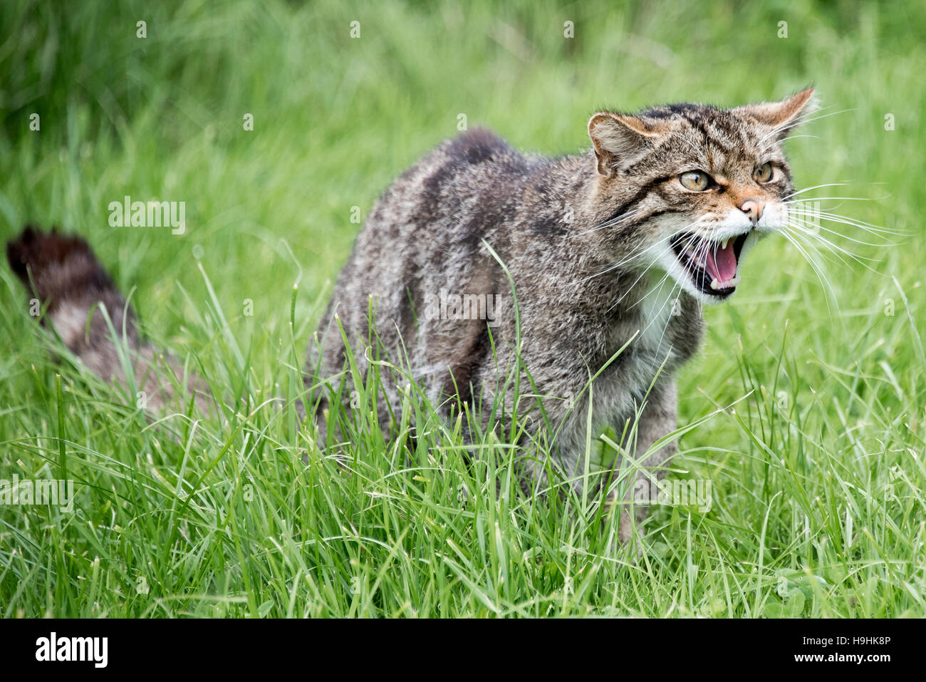 Wildcat hissing hi-res stock photography and images - Alamy