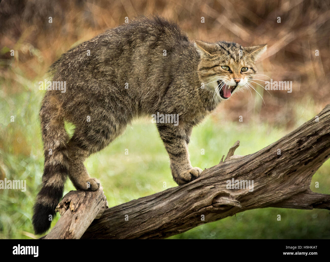 Wildcat on tree trunk hissing Stock Photo - Alamy