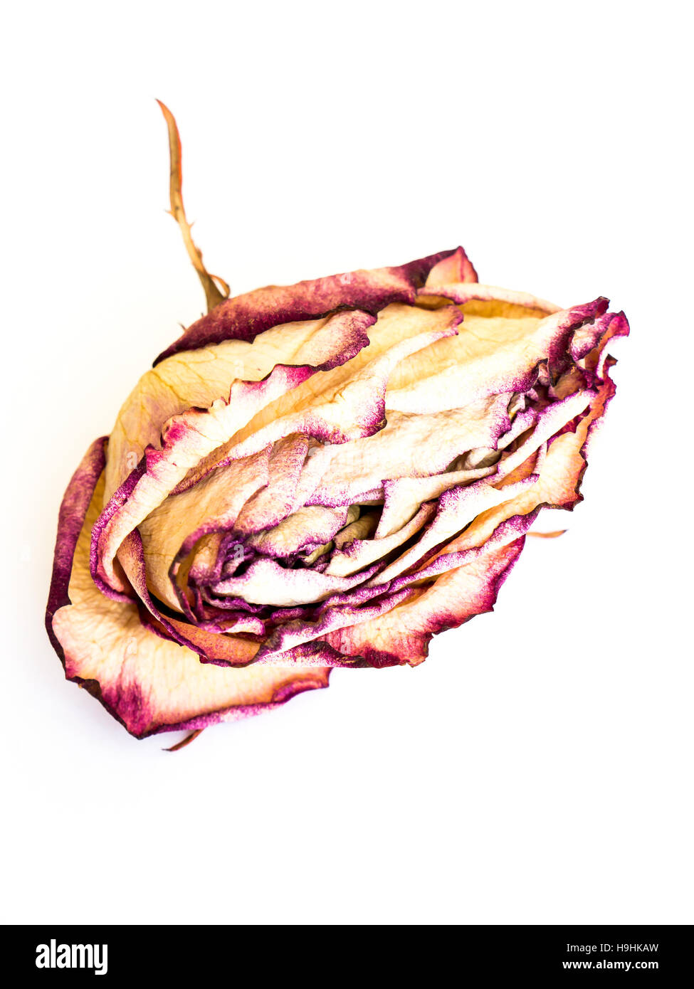 Yellow rose stem Cut Out Stock Images & Pictures - Alamy