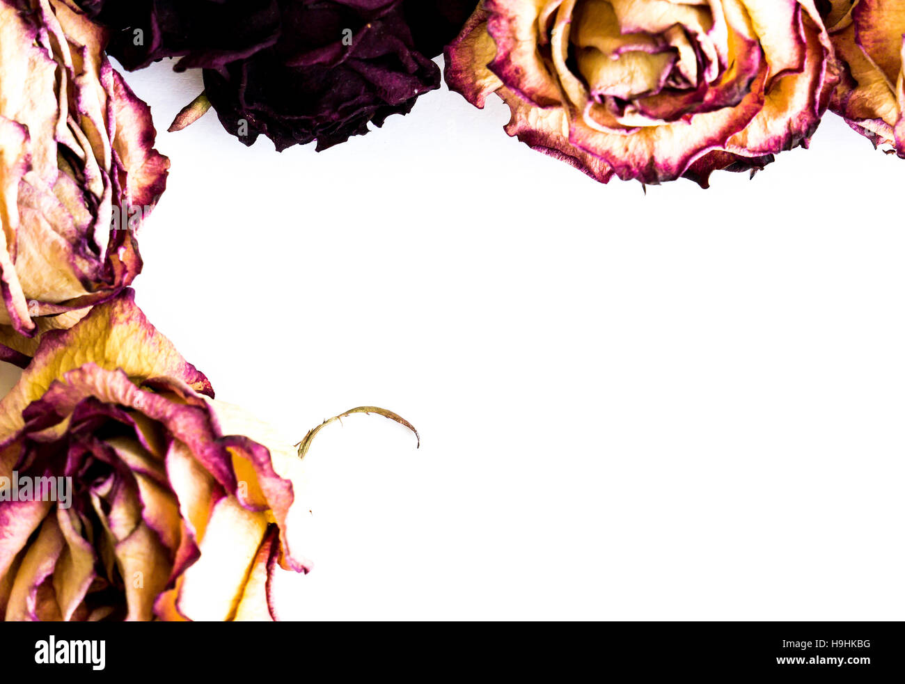 The isolated frame nature dried rose Stock Photo - Alamy