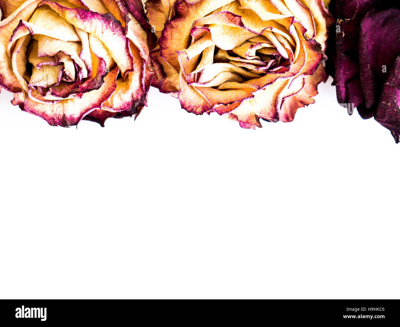 The isolated frame nature dried rose Stock Photo - Alamy