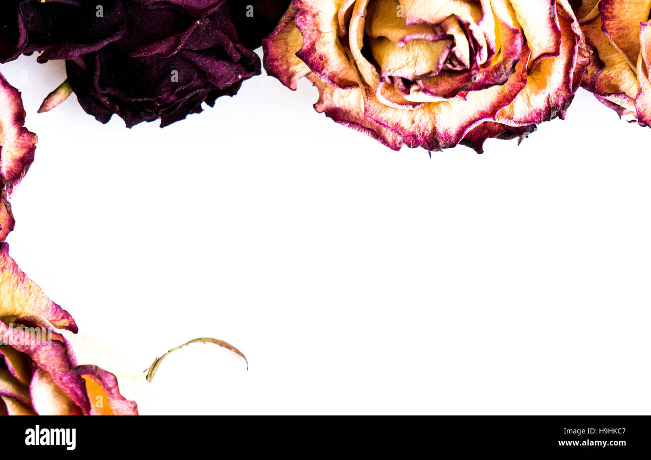 Dead rose frame flower hi-res stock photography and images - Alamy