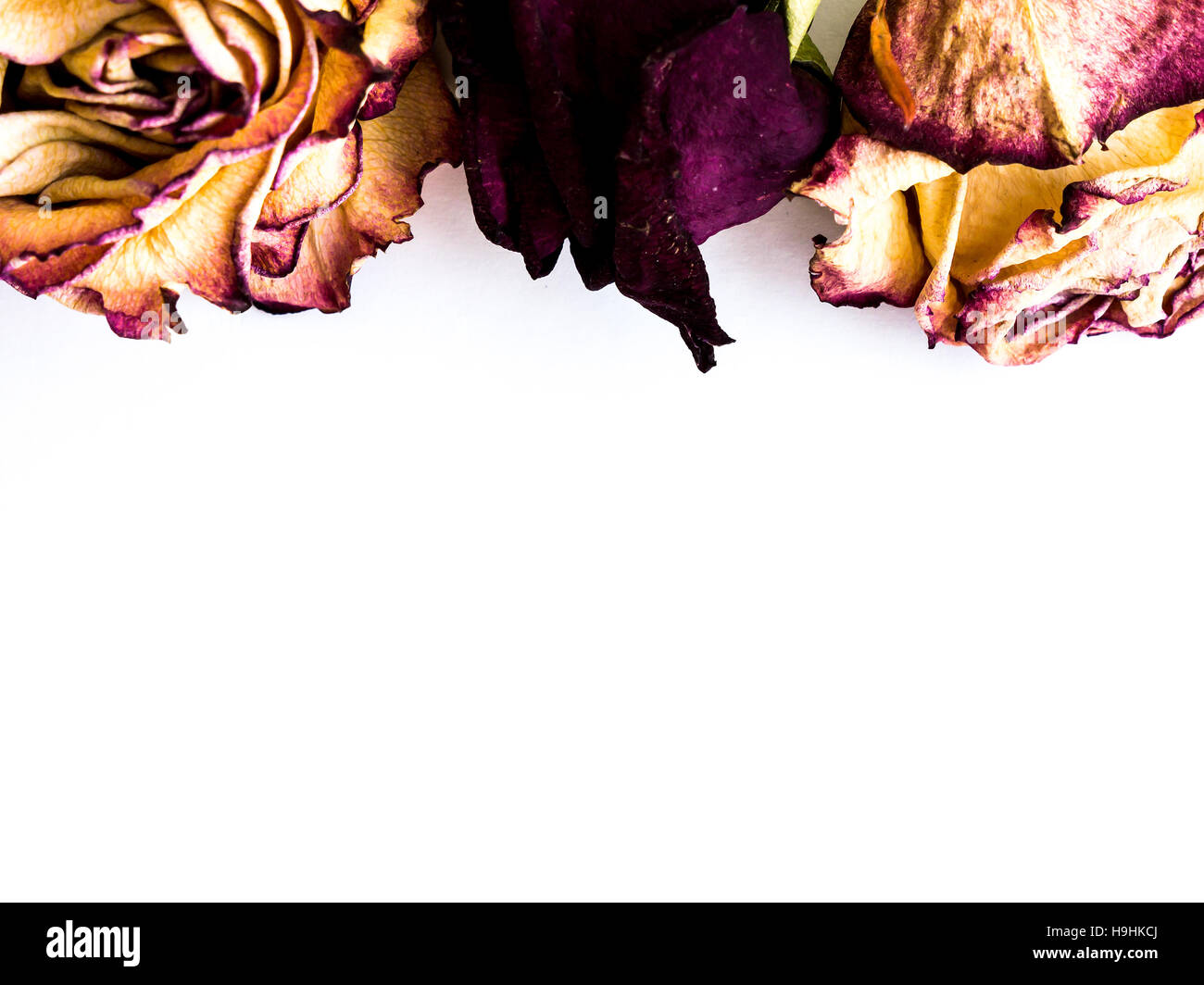 The isolated frame nature dried rose Stock Photo - Alamy