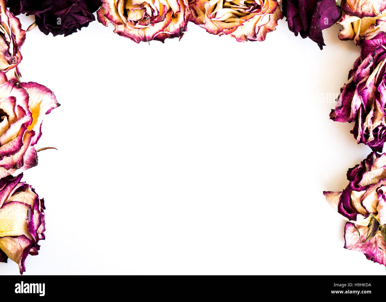 The isolated frame nature dried rose Stock Photo - Alamy