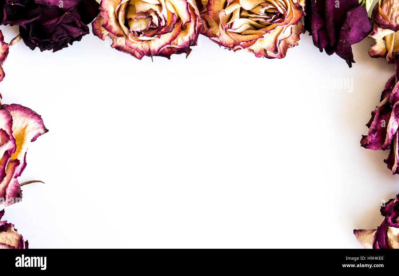 The isolated frame nature dried rose Stock Photo - Alamy