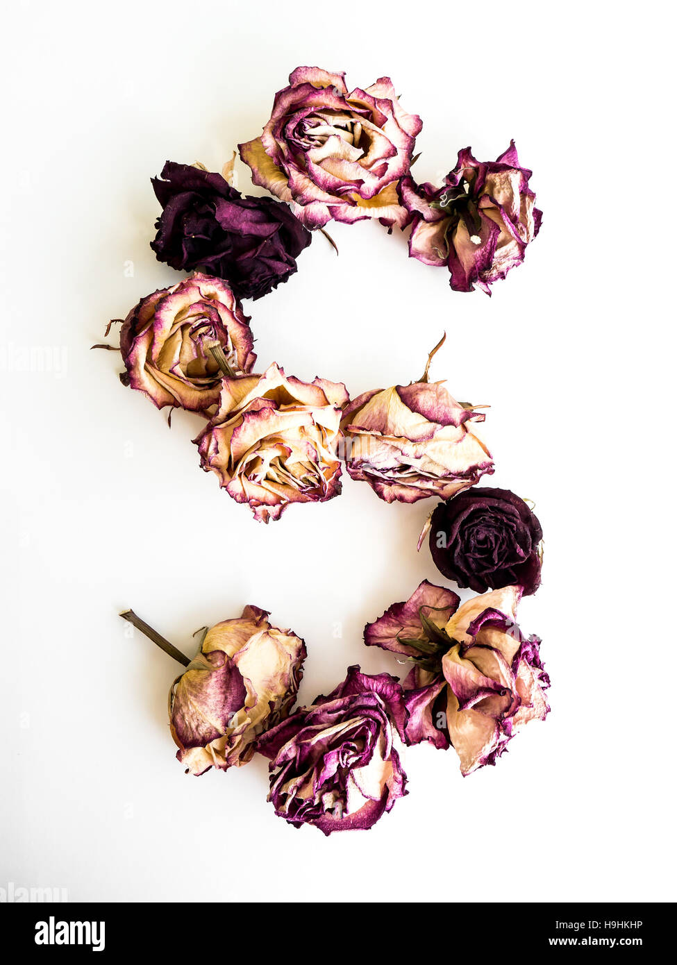 Rose dried Initials letter S Stock Photo - Alamy