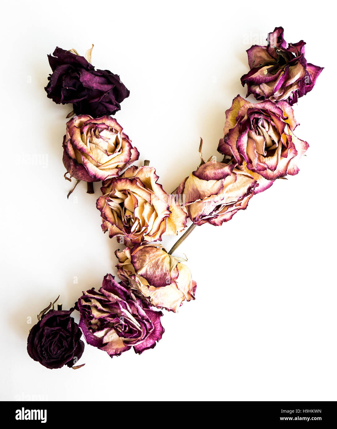Rose dried Initials letter Y Stock Photo - Alamy