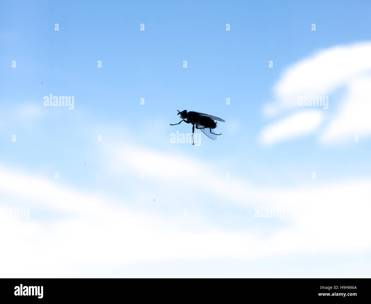 The fly on a window Stock Photo - Alamy