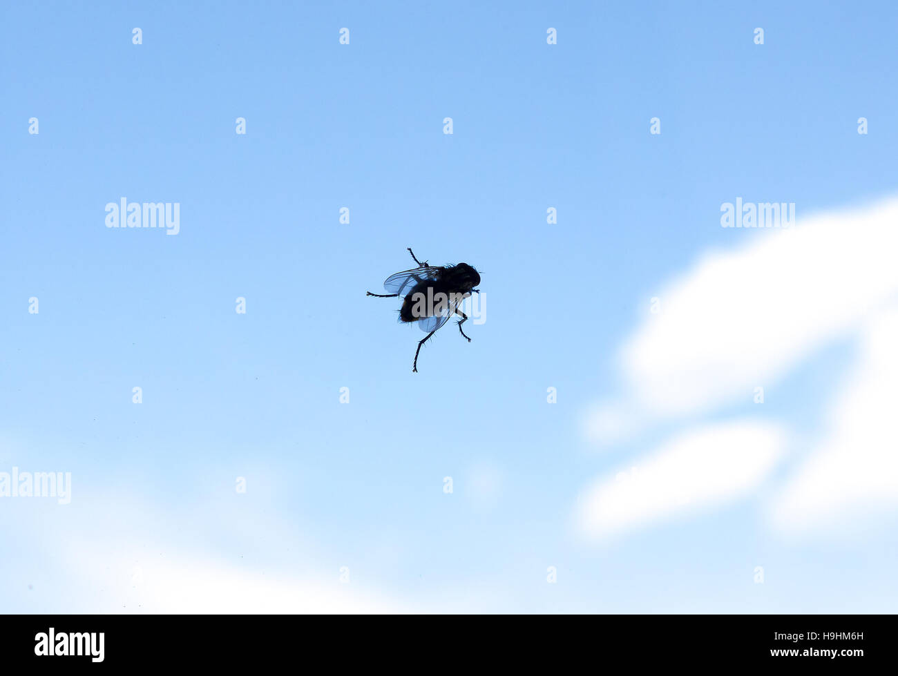 The fly on a window Stock Photo - Alamy