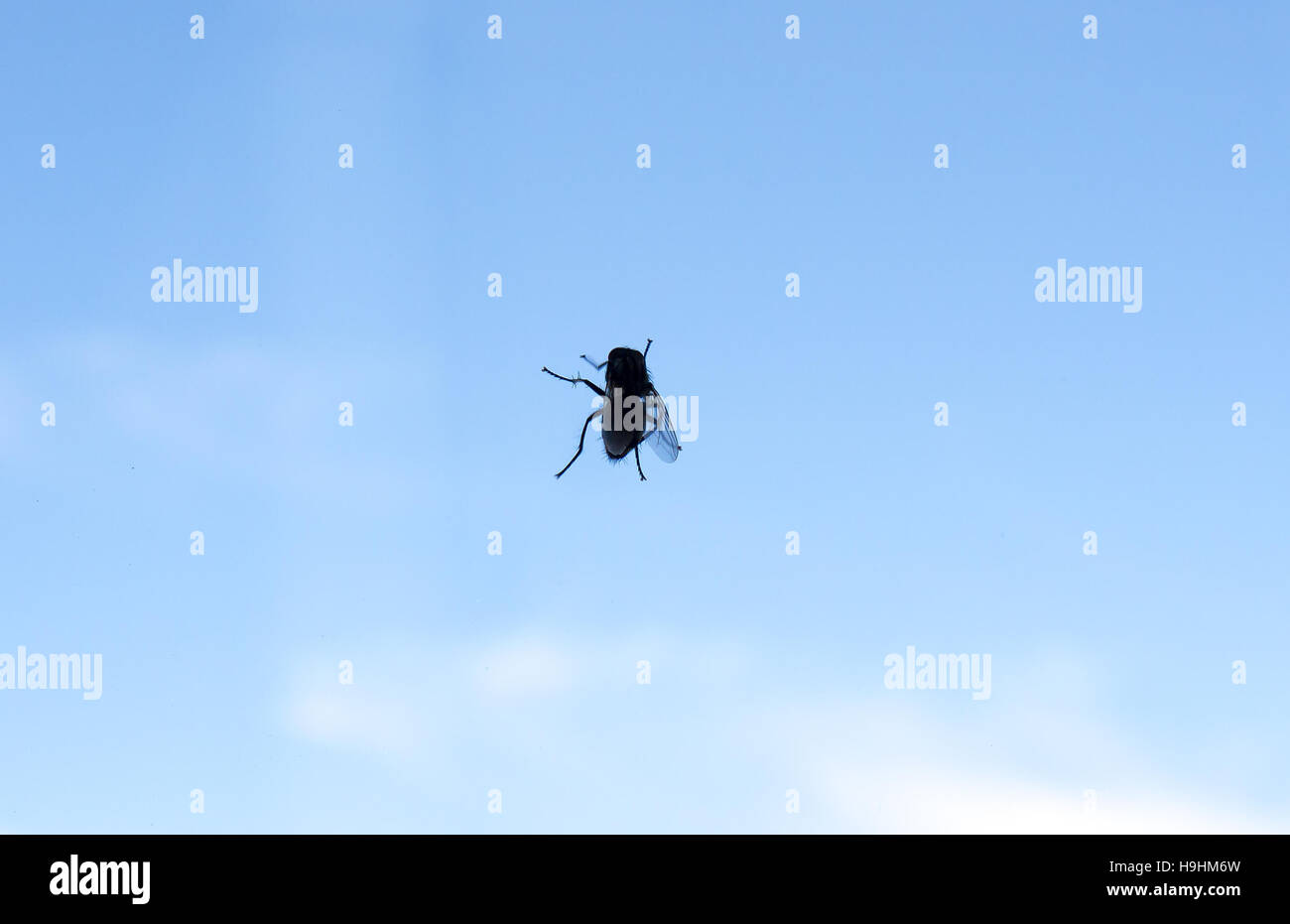 The fly on a window Stock Photo - Alamy