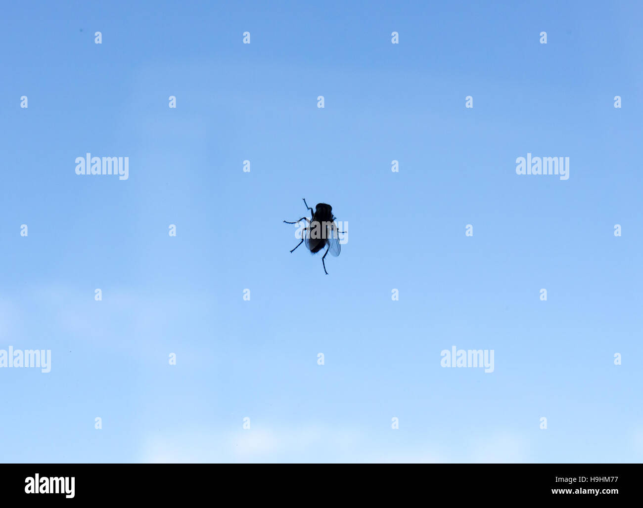 The fly on a window Stock Photo - Alamy