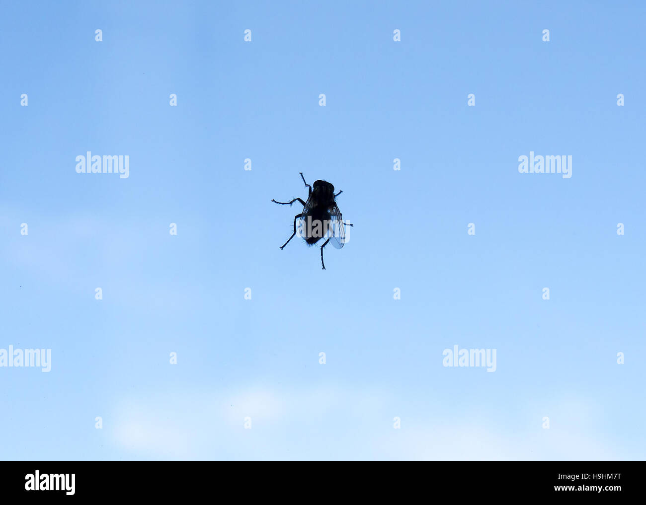 The fly on a window Stock Photo - Alamy