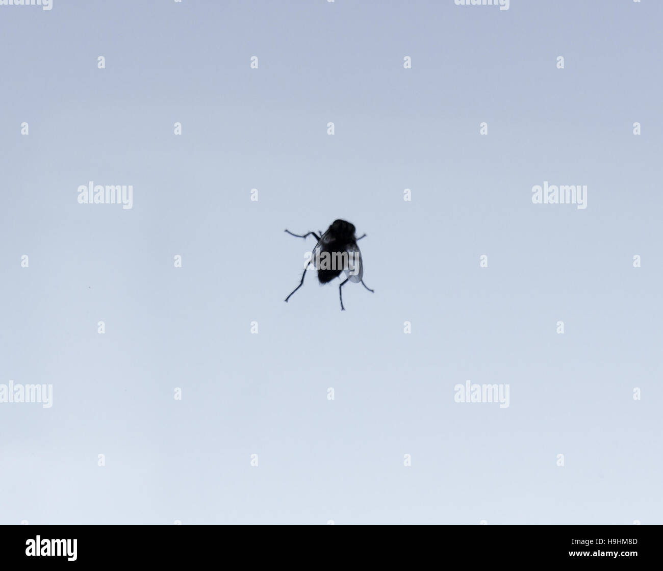 The fly on a window Stock Photo - Alamy