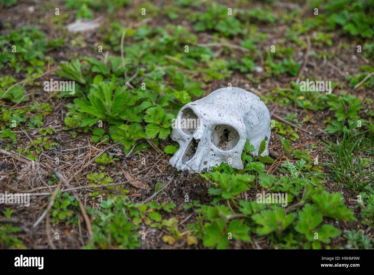 Monkey Skeleton Skull Stock Photo - Alamy
