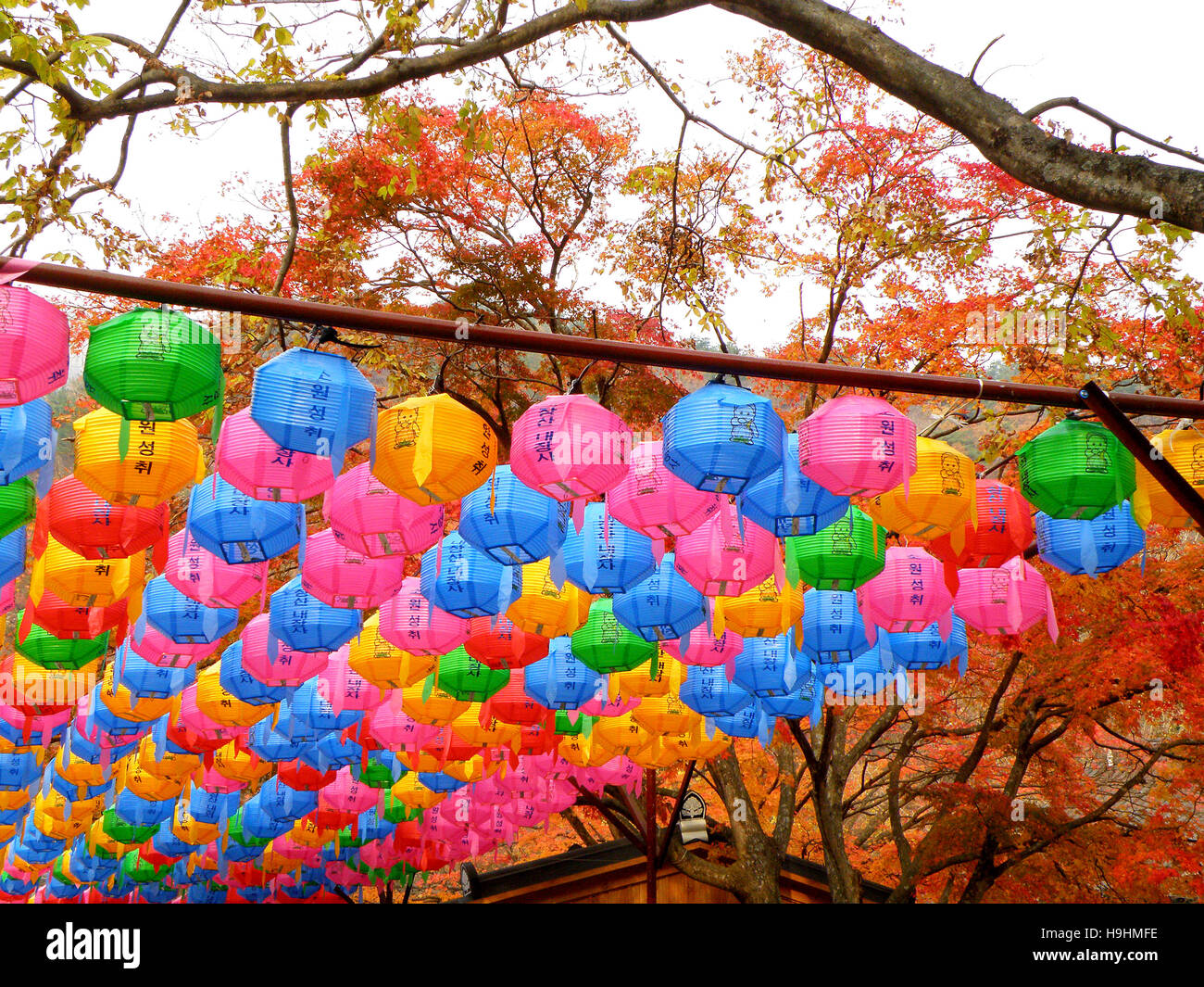 Multi color paper lanterns under the fall foliage in an old temple ...