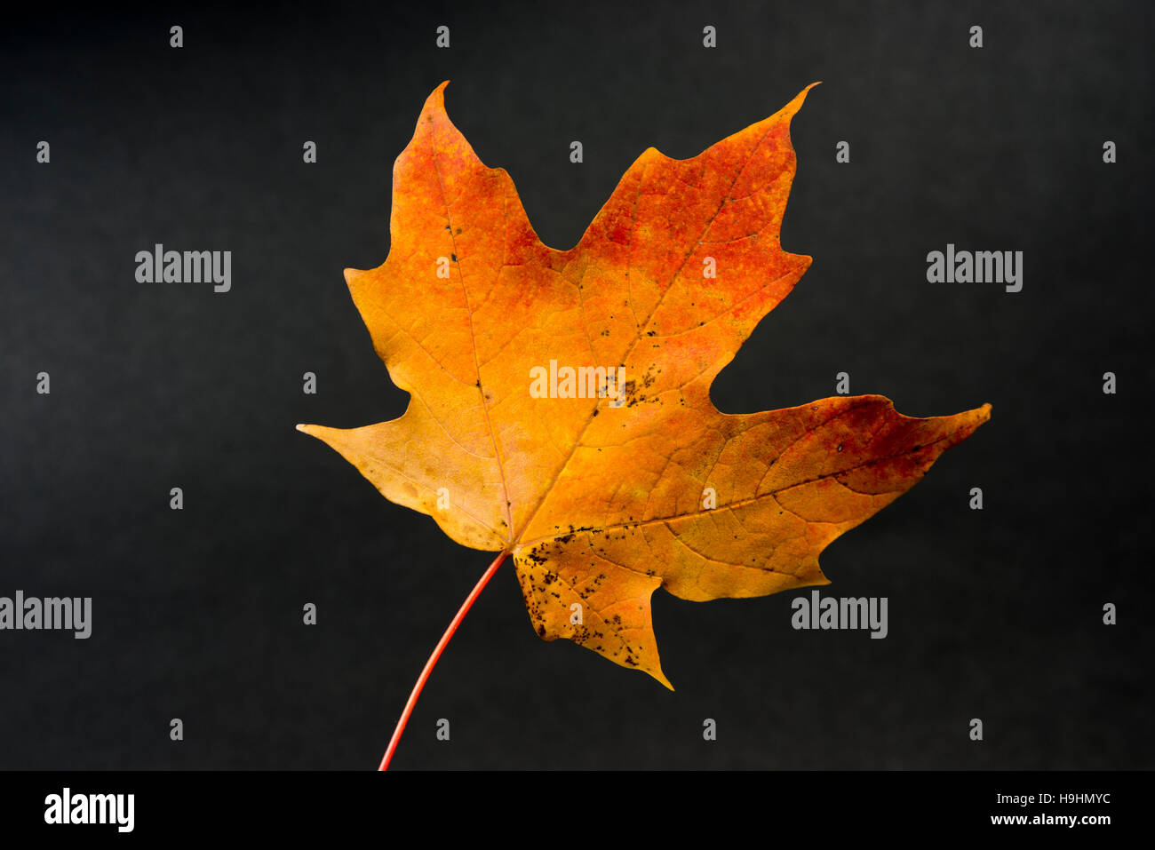 Close up of a maple leaf hi-res stock photography and images - Alamy