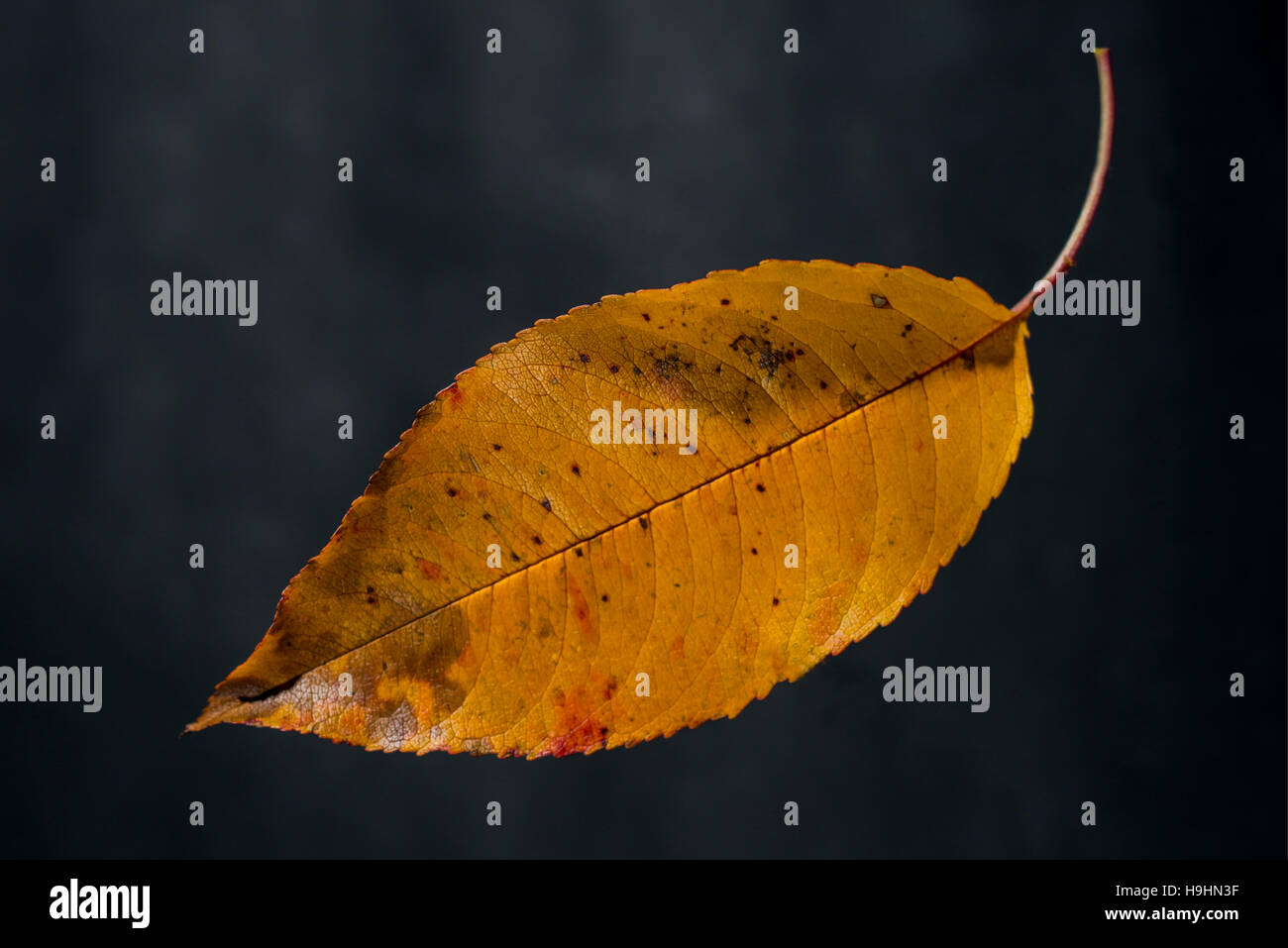 A close up of a fall leaf from the forests of Minnesota Stock Photo - Alamy
