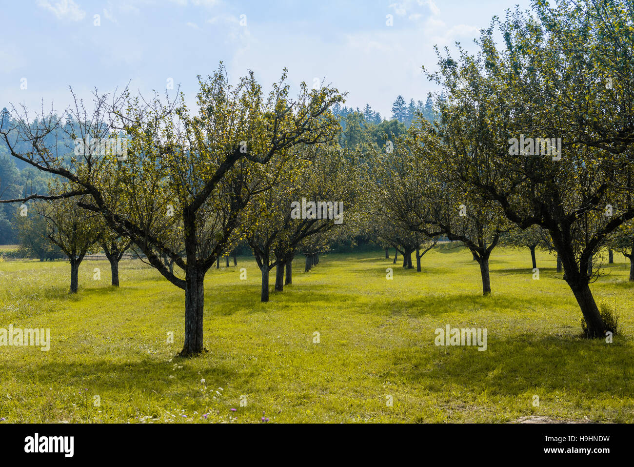 Beautiful rolling landscape on a summers day Stock Photo - Alamy
