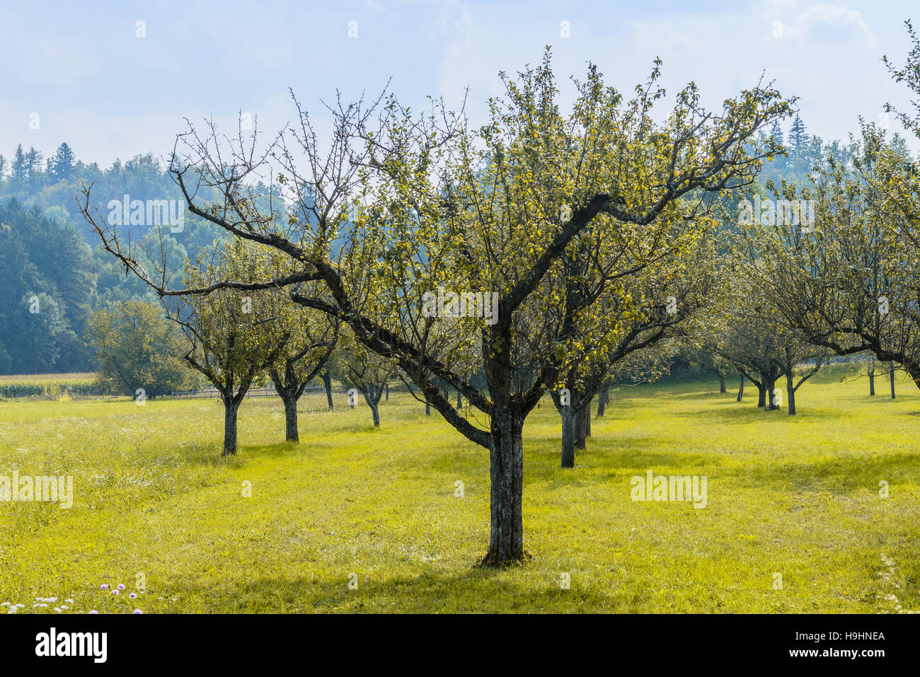 Beautiful rolling landscape on a summers day Stock Photo - Alamy