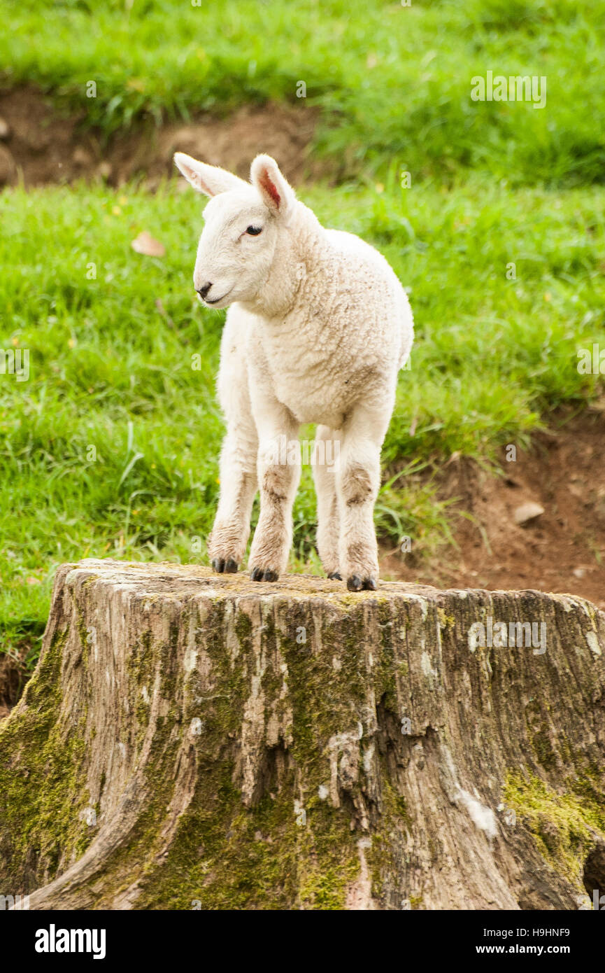 Lamb standing on tree stump (portrait format Stock Photo - Alamy