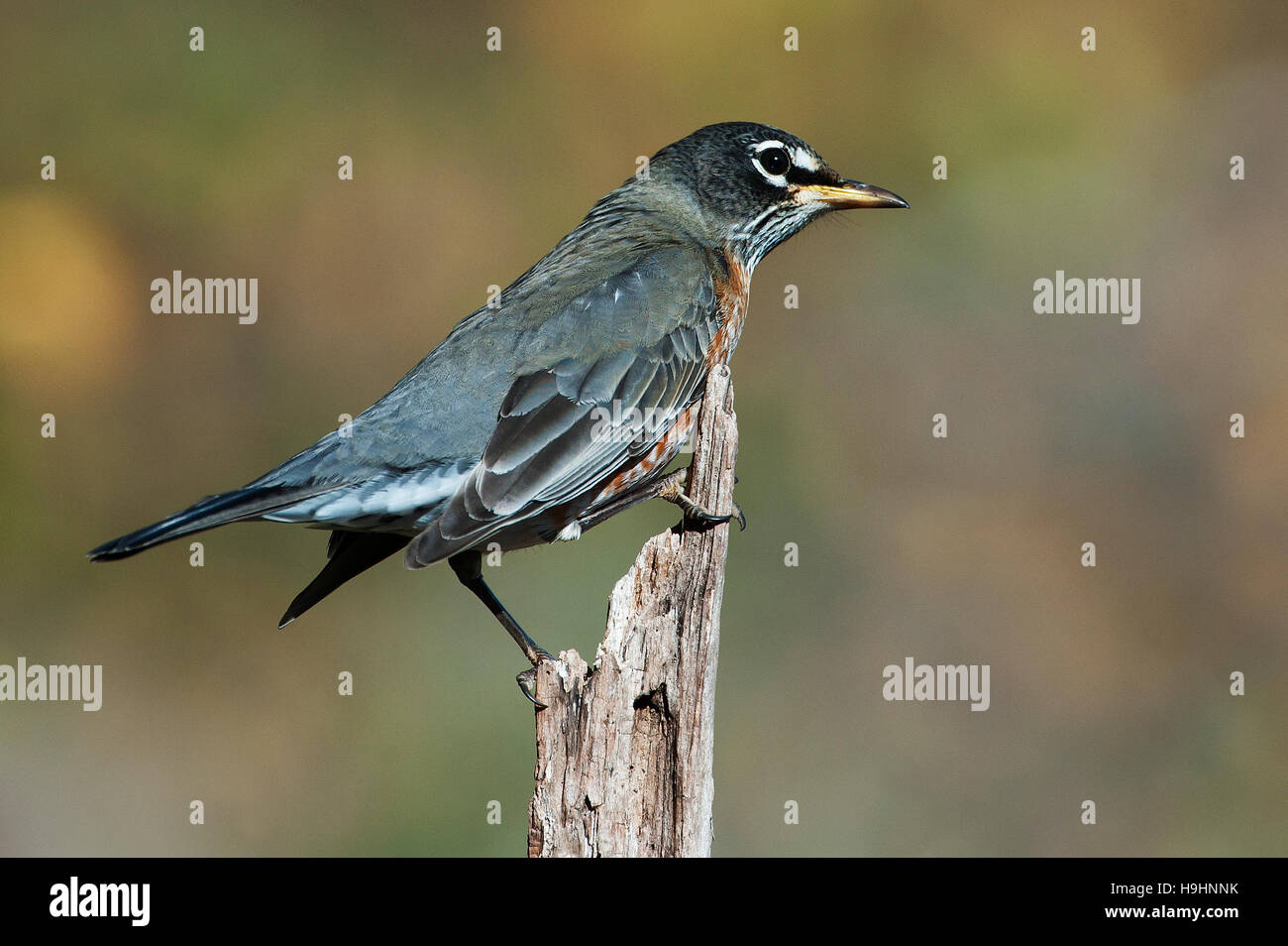 American robin in autumn Stock Photo - Alamy