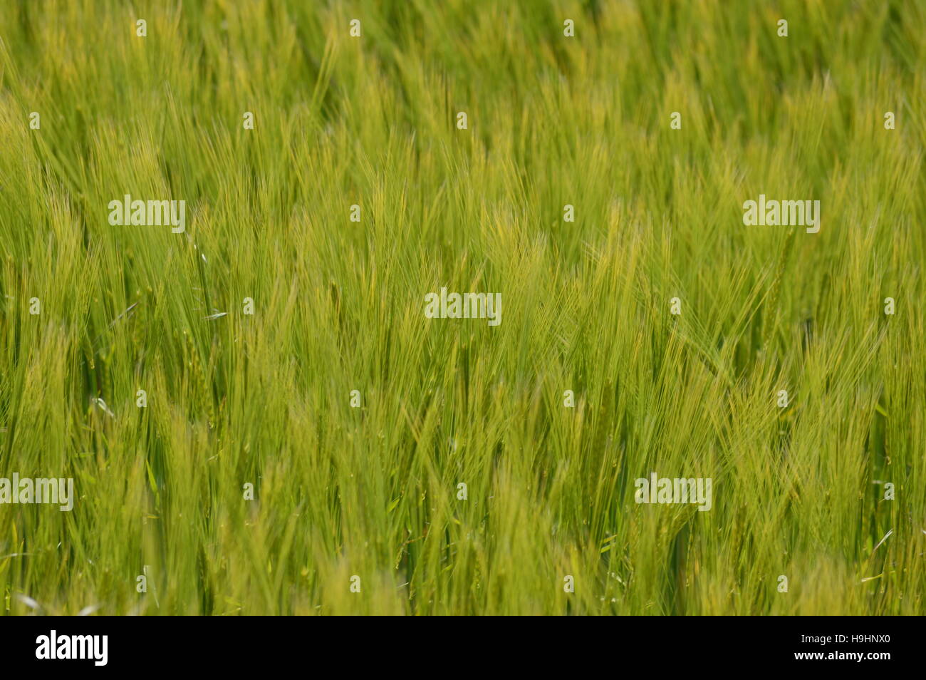 Grass Blowing in the wind Stock Photo - Alamy